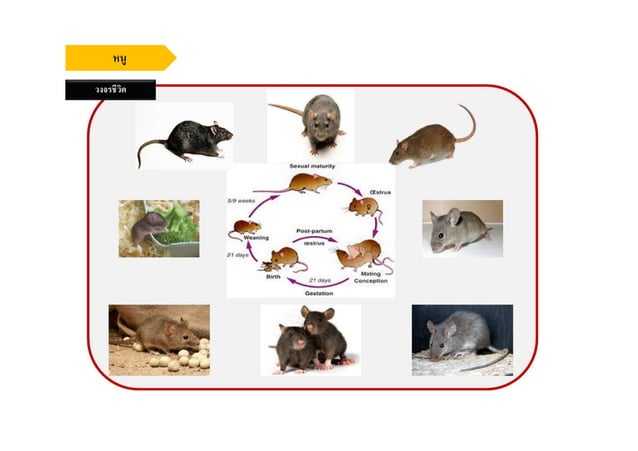 Pest control | PDF