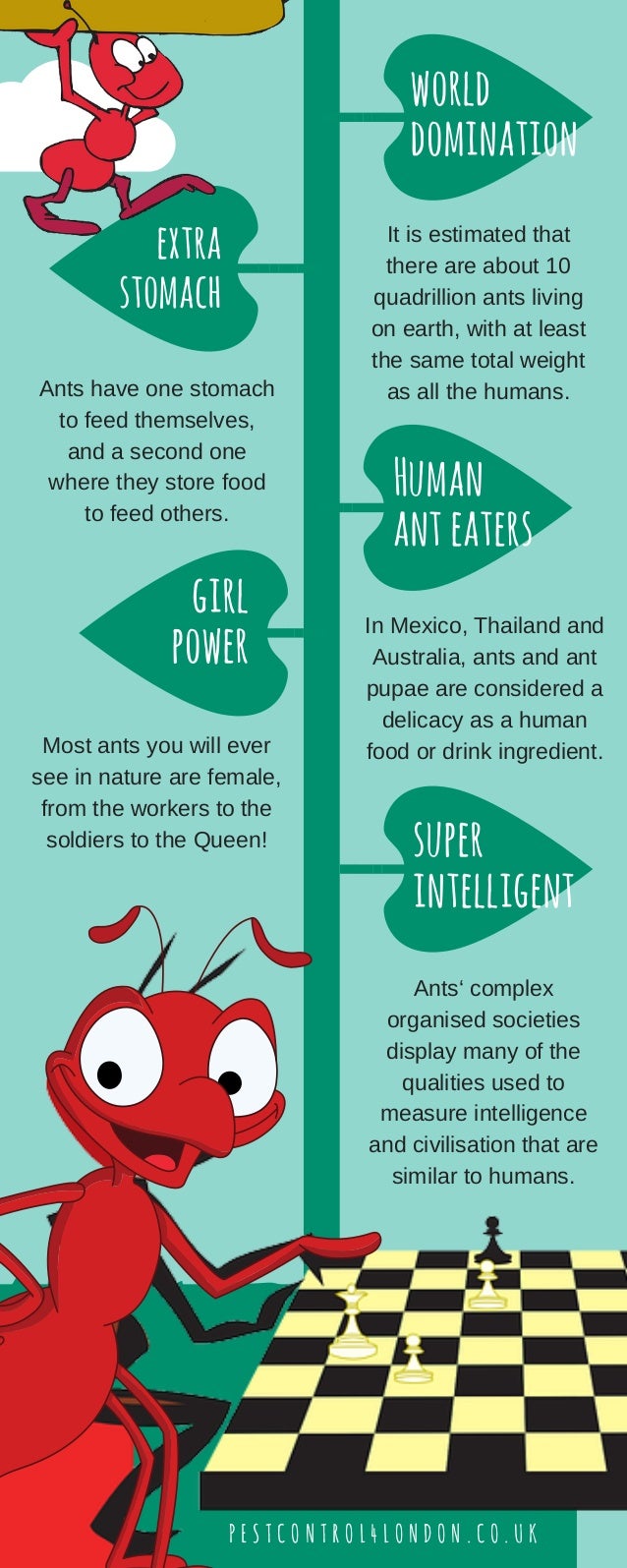 Ant Facts Infographic For Kids
