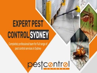 Pest Control 4 Sydney | PPT