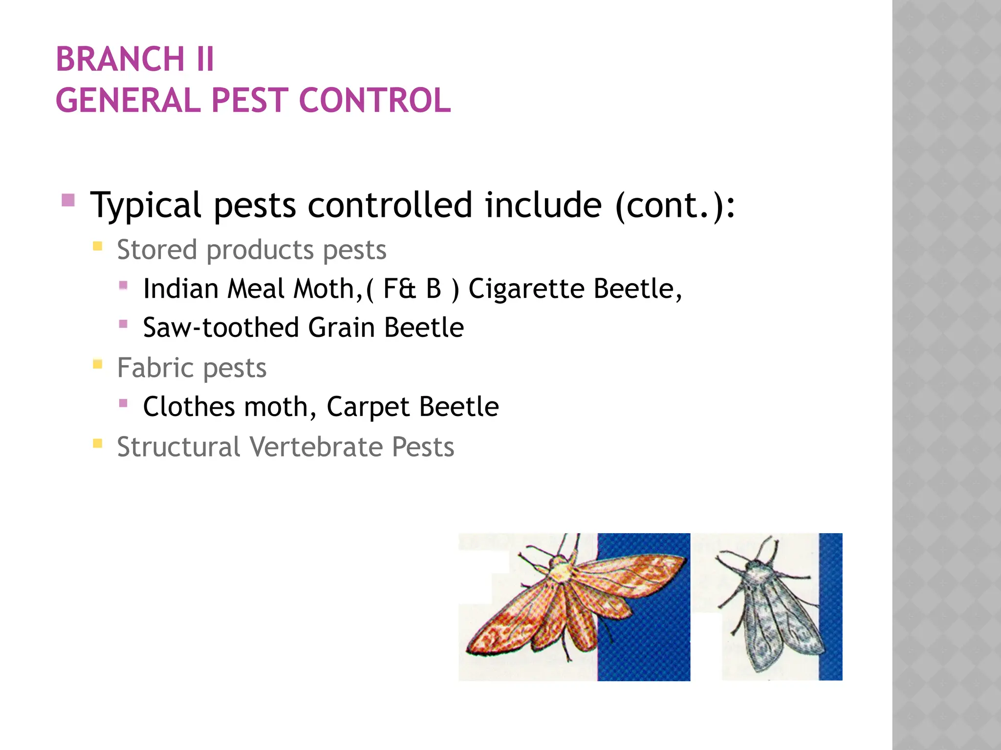 Pest Control Management, types of pest, Pest controlling .PPt
