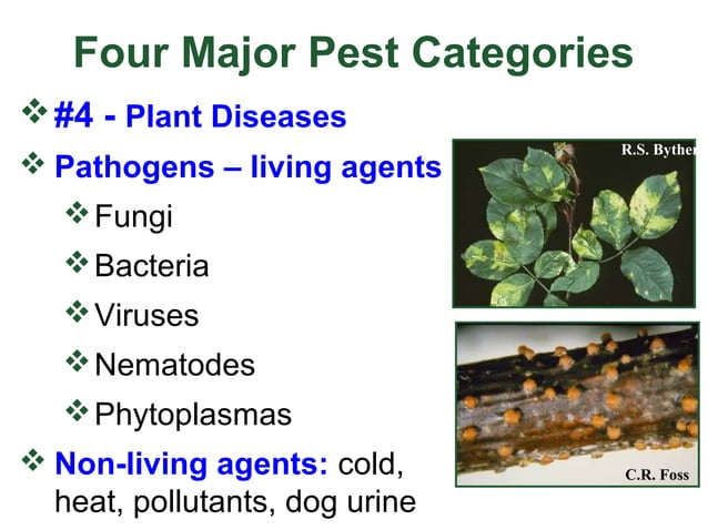 Pest control measures | PPT