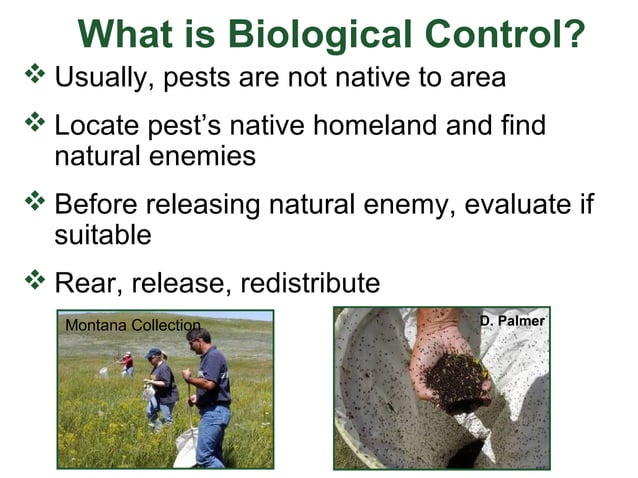 Pest control measures | PPT