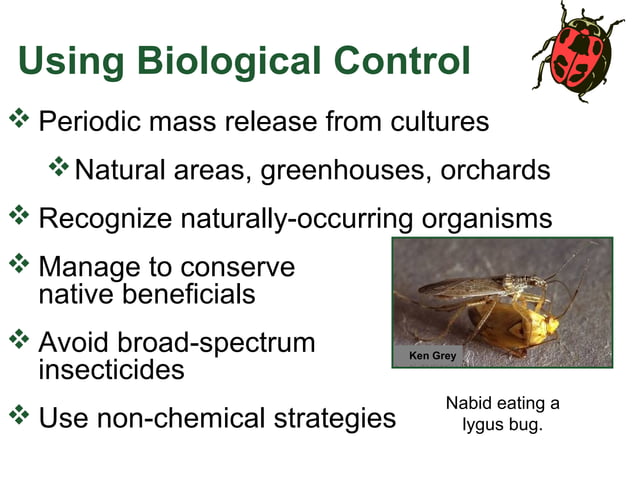Pest control measures | PPT