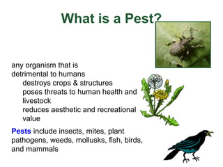 Pest control measures | PPT