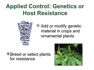 Pest control measures | PPT