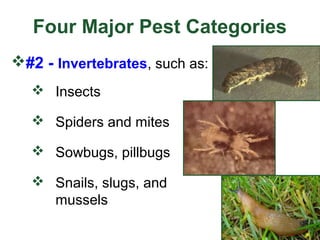 Pest control measures | PPT