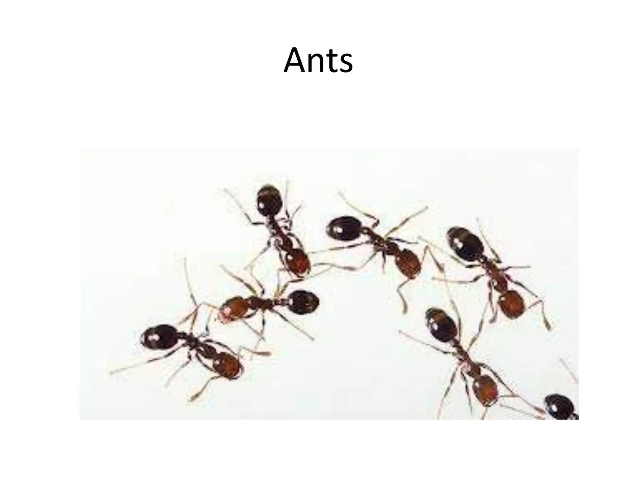 Pest control ppt | PPTX