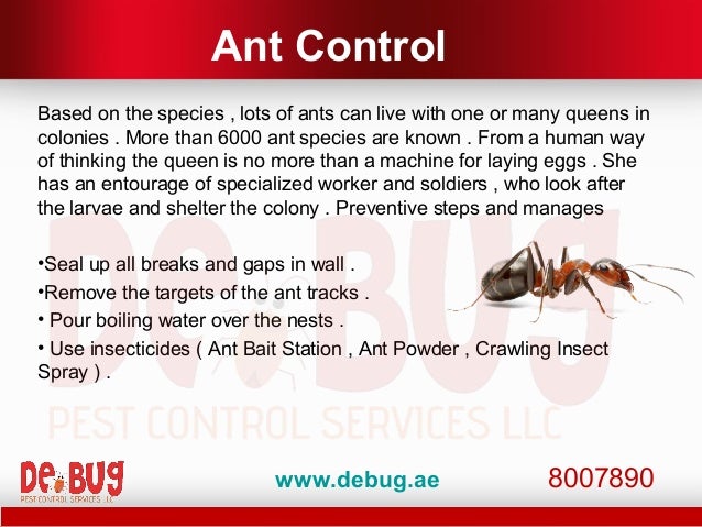 Pest Control Ants Abu Dhabi | Pest Control