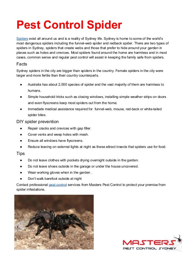 Pest Control Spider