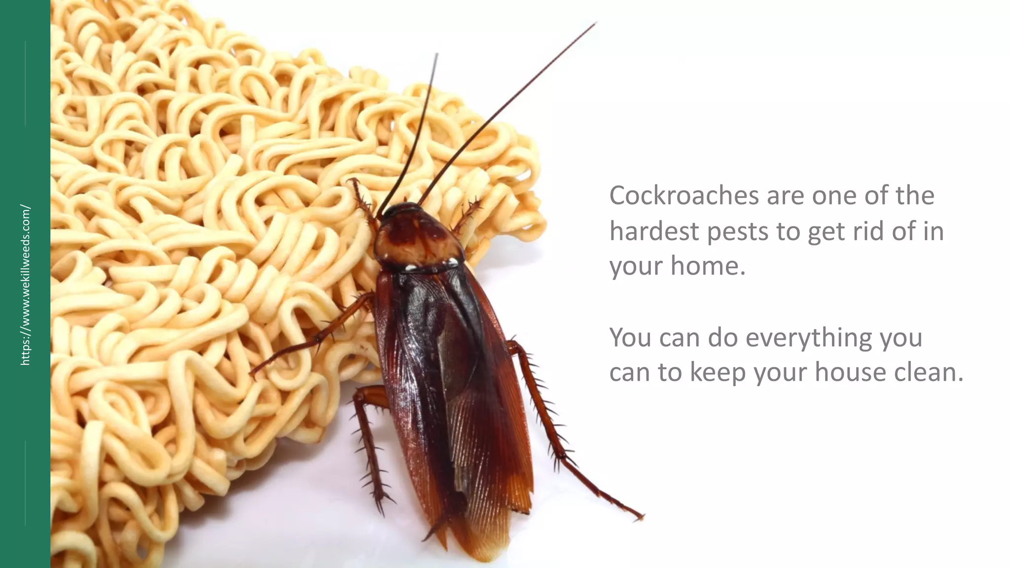 Pest Control Spraying for Cockroaches | PPT