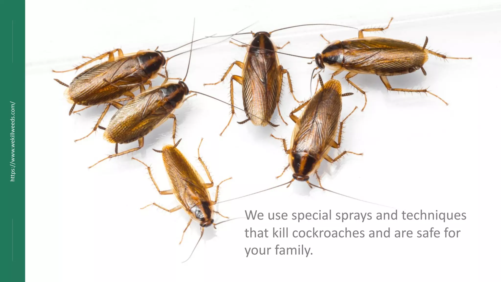 Pest Control Spraying for Cockroaches | PPT