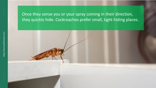 Pest Control Spraying for Cockroaches | PPT