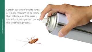 Pest Control Spraying for Cockroaches | PPT