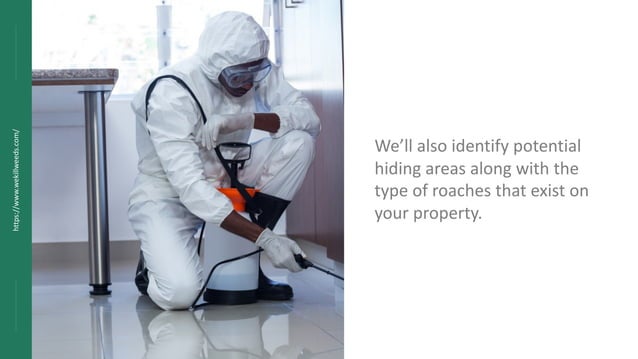 Pest Control Spraying for Cockroaches | PPT | Free Download