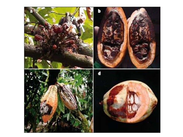 Pest & disease of Cocoa | PPTX | Gardening | Home & Garden