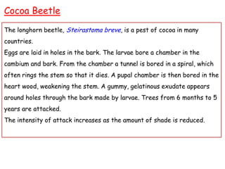Pest & disease of Cocoa | PPTX