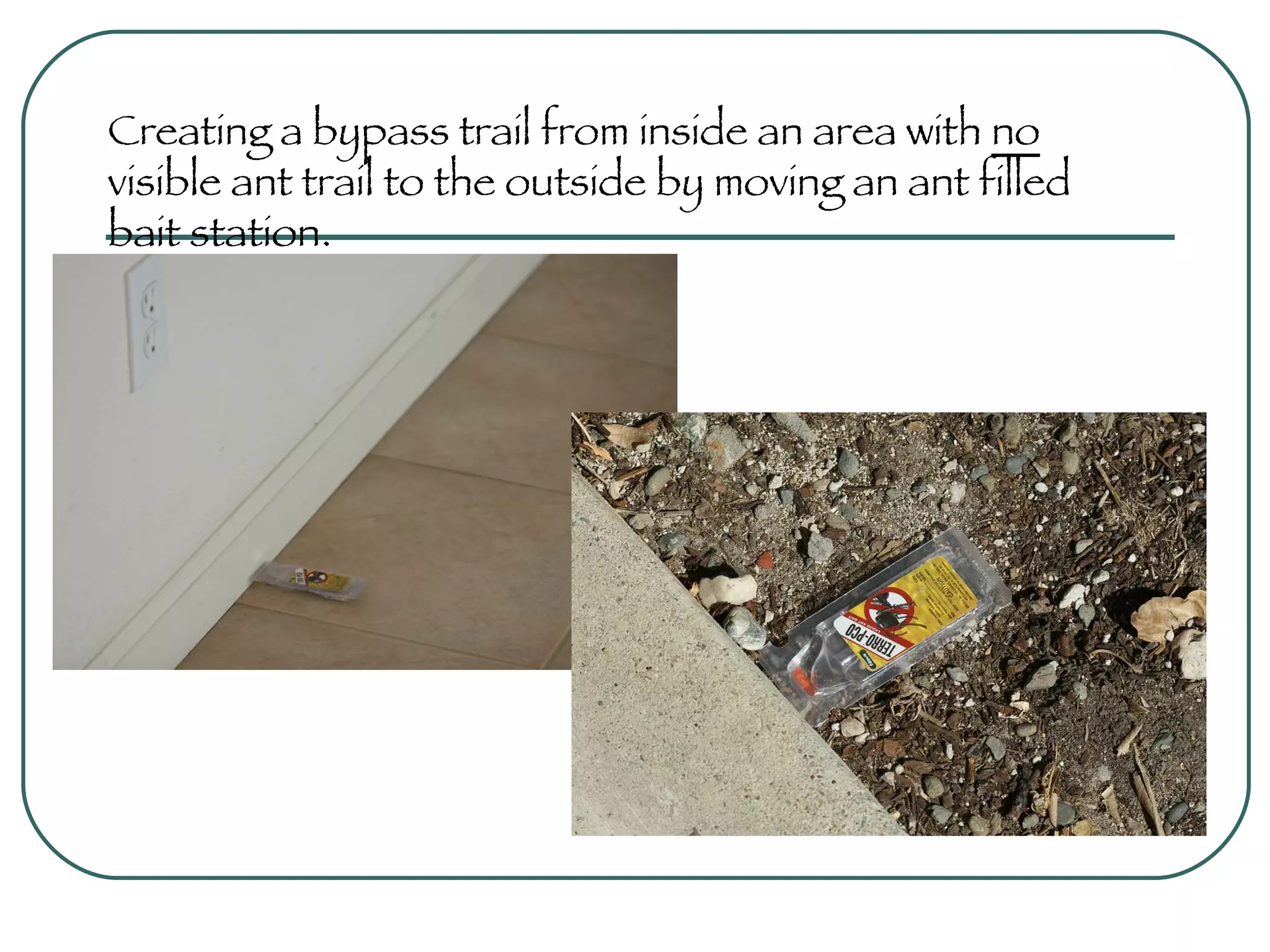 Pestec Ant baiting | PPT