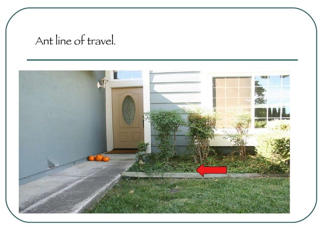 Pestec Ant baiting | PPT