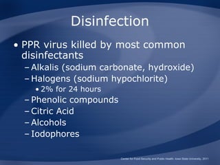 PestedesPetitsRuminants proffessor of education.ppt