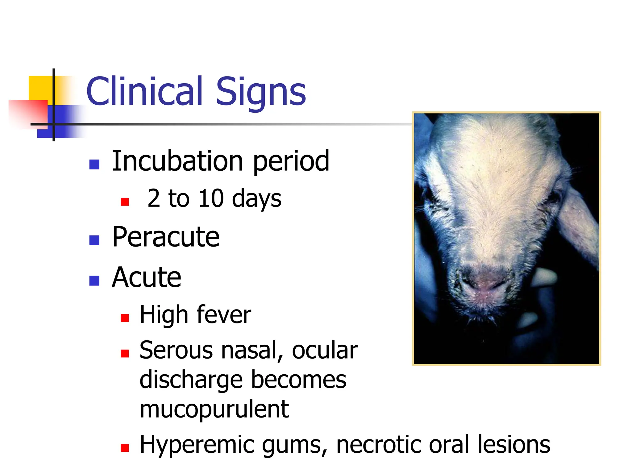Peste Des Petits Ruminants disease in Pakistan | PPTX