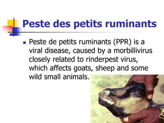 Peste Des Petits Ruminants disease in Pakistan | PPTX