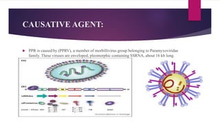 Peste des petits virus | PPTX | Infectious Diseases | Diseases and ...