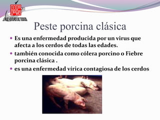 Peste porcina clasica | PPTX