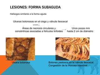 Peste porcina clásica | PPTX