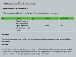 Pest guide :Roaches | PPT