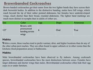 Pest guide :Roaches | PPT