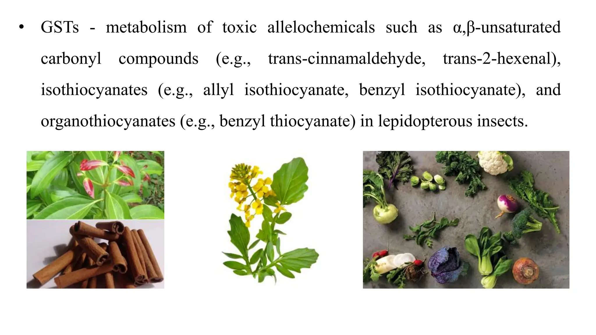 Insecticide metabolism: Phases and examples | PPTX