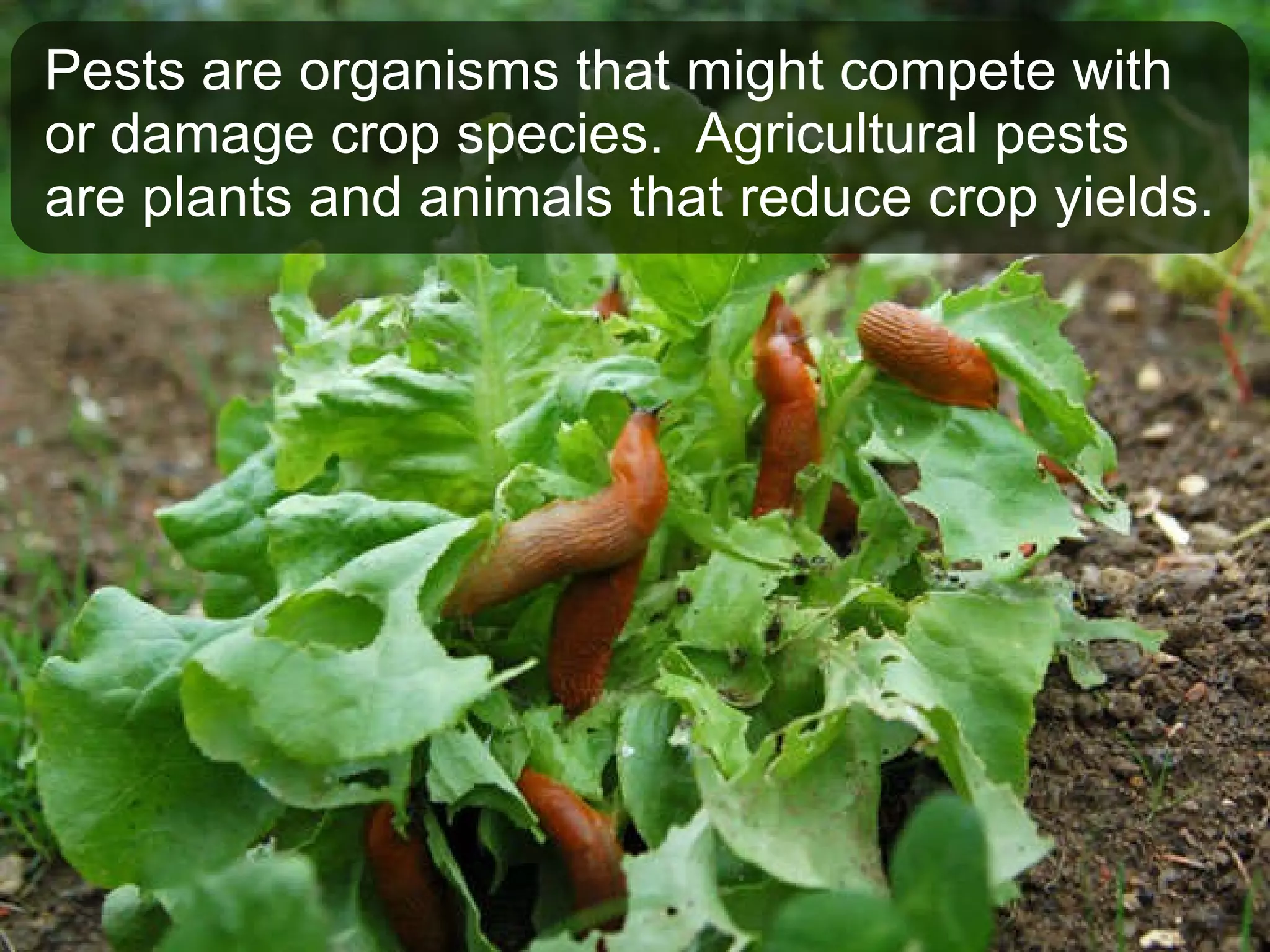 Pesticides and Biomagnification | PPT