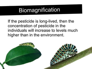 Bioaccumulation Pesticides