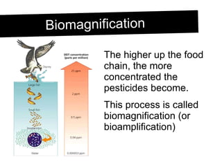 Pesticides In Food Chain