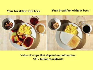 Pesticides a threat to honey bees | PPTX