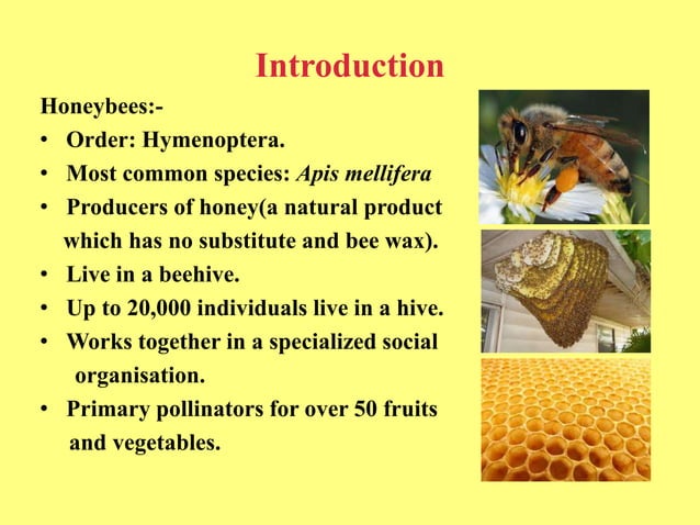 Pesticides a threat to honey bees | PPTX