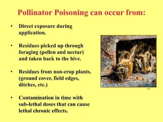 Pesticides a threat to honey bees | PPTX