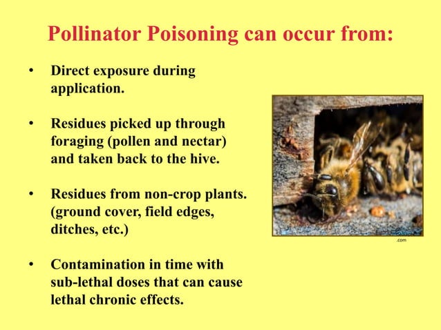 Pesticides a threat to honey bees | PPTX