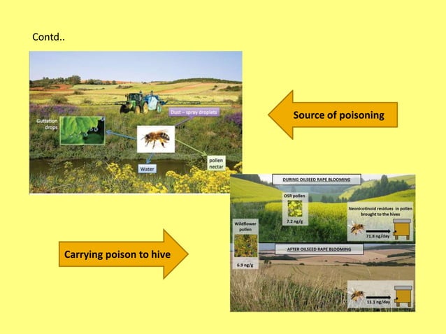 Pesticides a threat to honey bees | PPTX