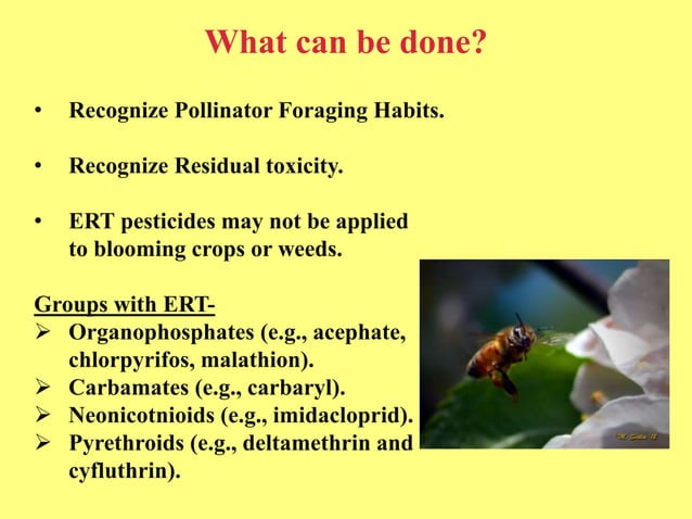 Pesticides a threat to honey bees | PPTX
