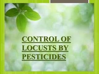 Pesticide to kill locusts | PPT