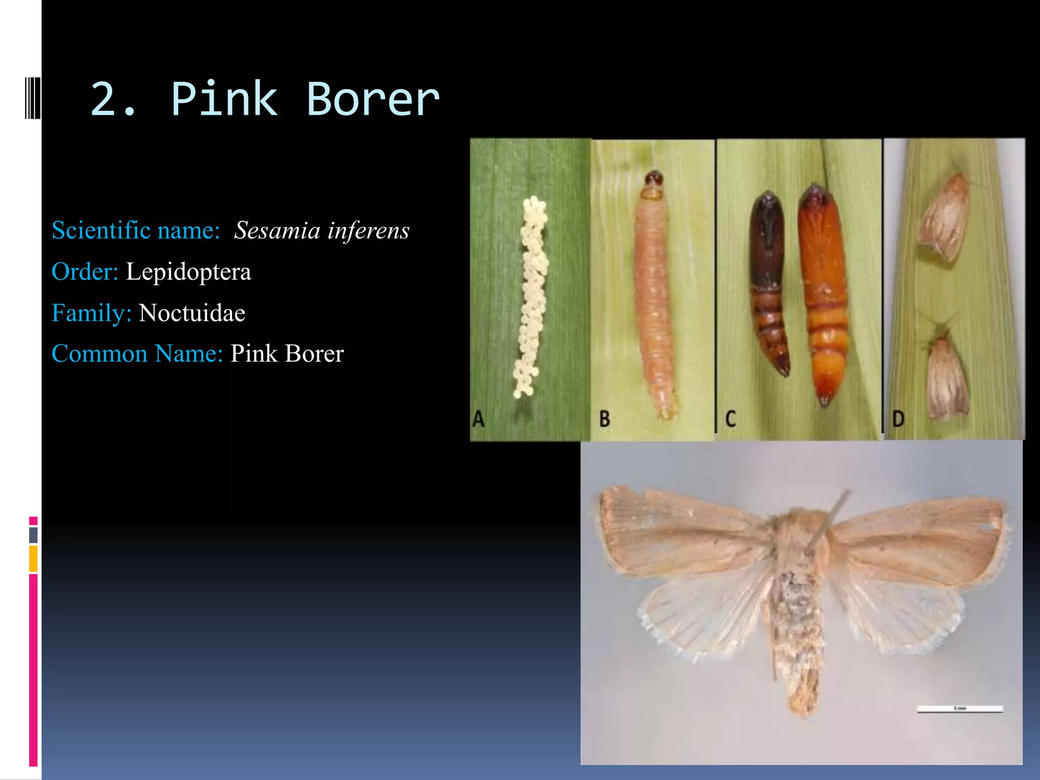 insect pest identification of rice, maize and wheat | PPTX