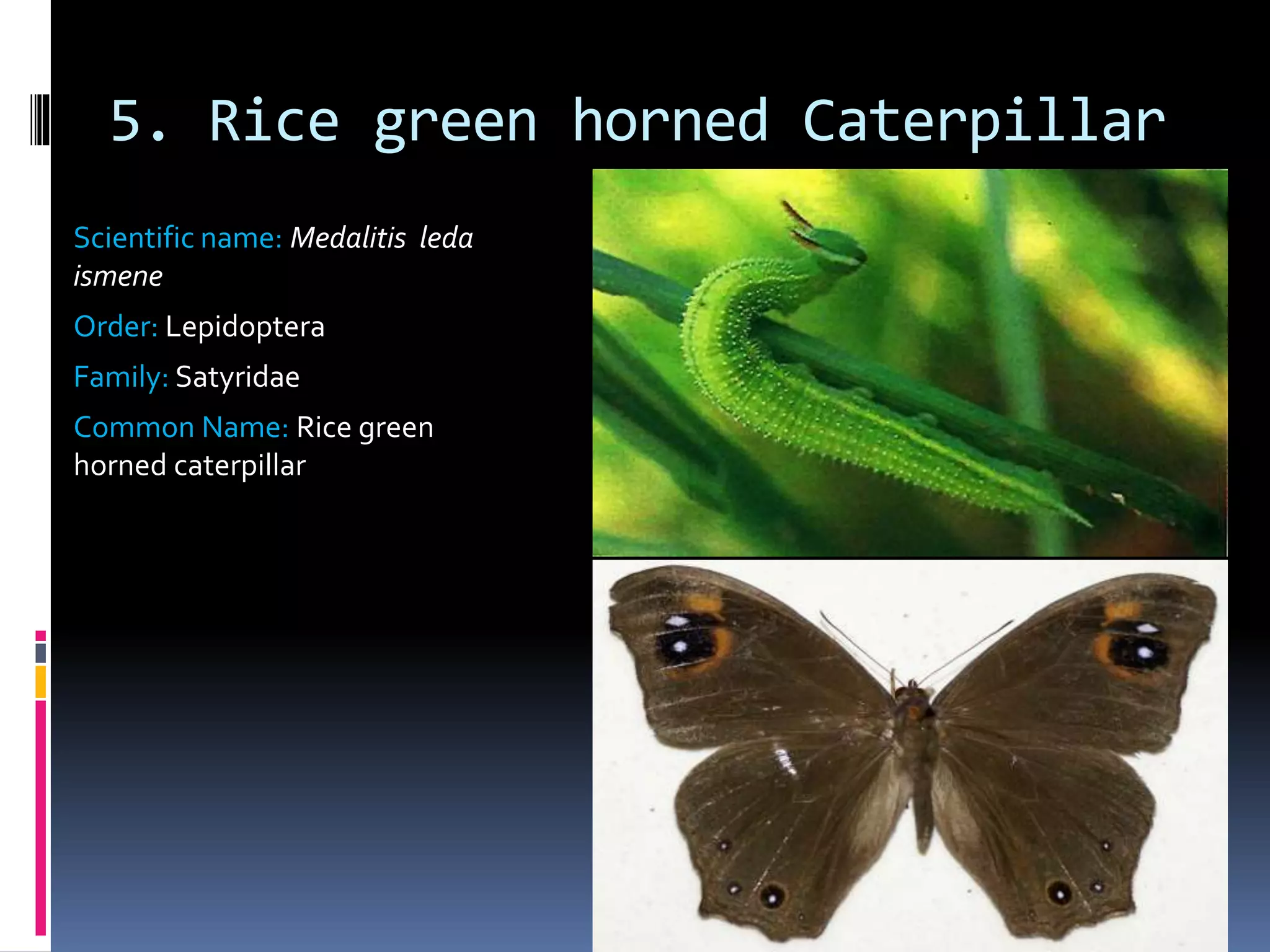 insect pest identification of rice, maize and wheat | PPTX