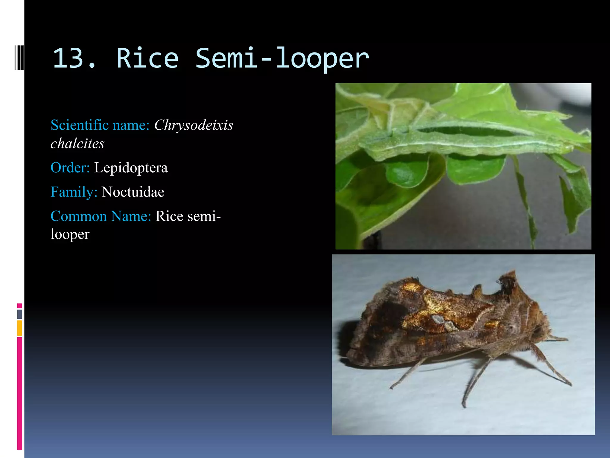 insect pest identification of rice, maize and wheat | PPTX