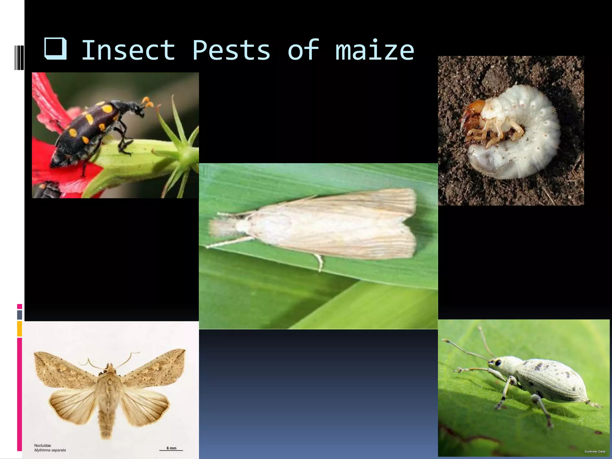 insect pest identification of rice, maize and wheat | PPTX