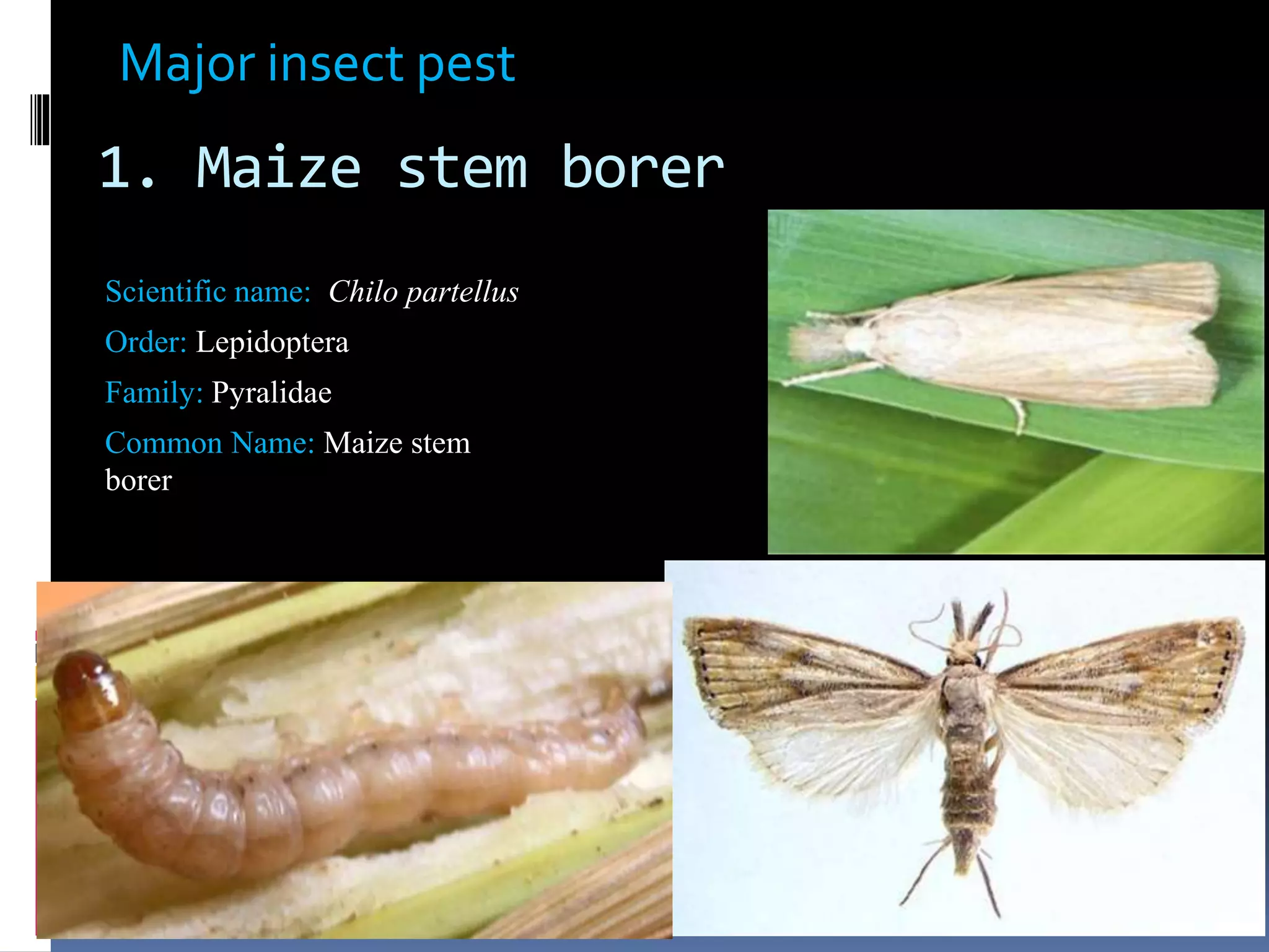 insect pest identification of rice, maize and wheat | PPTX