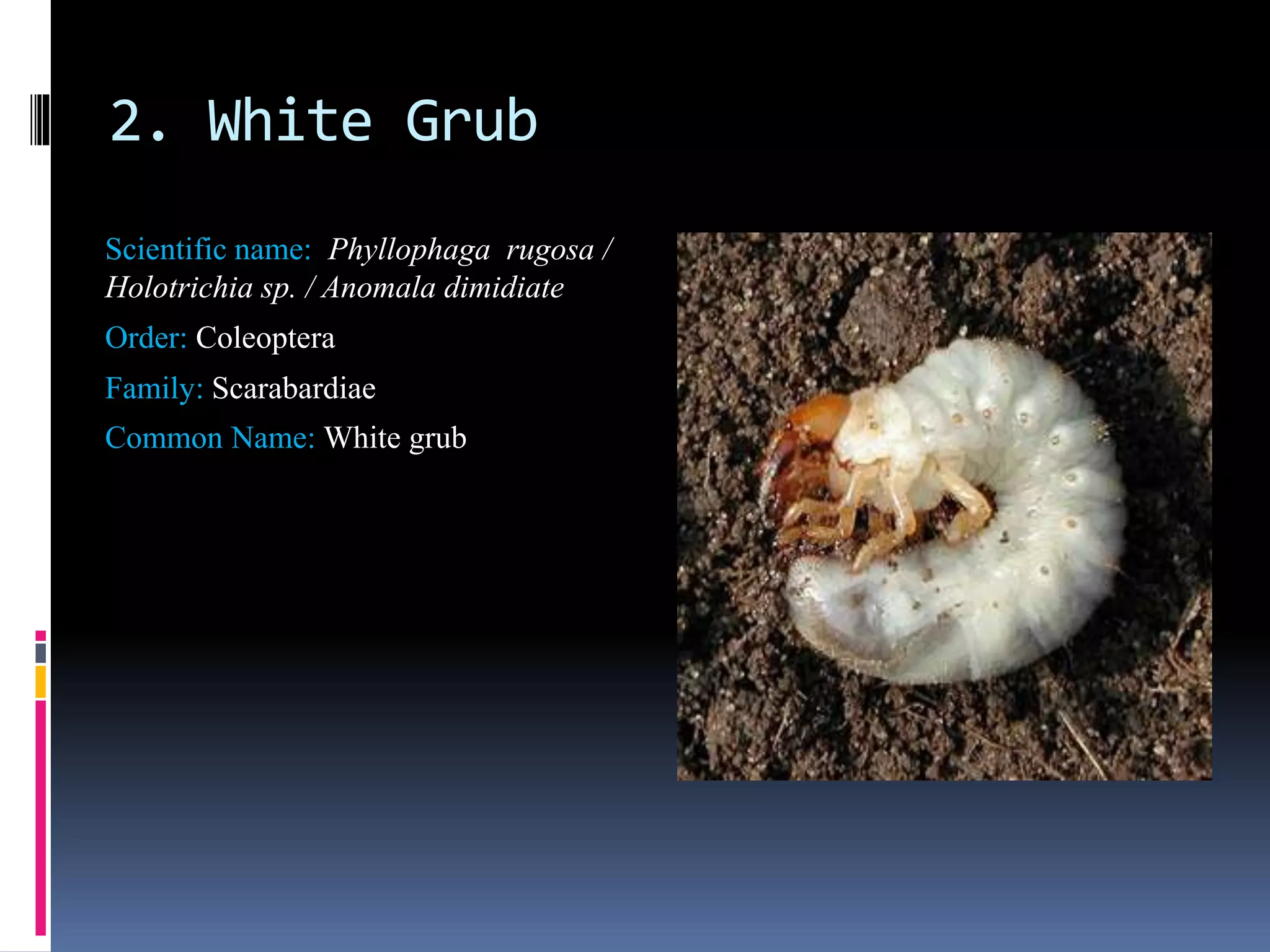 insect pest identification of rice, maize and wheat | PPTX