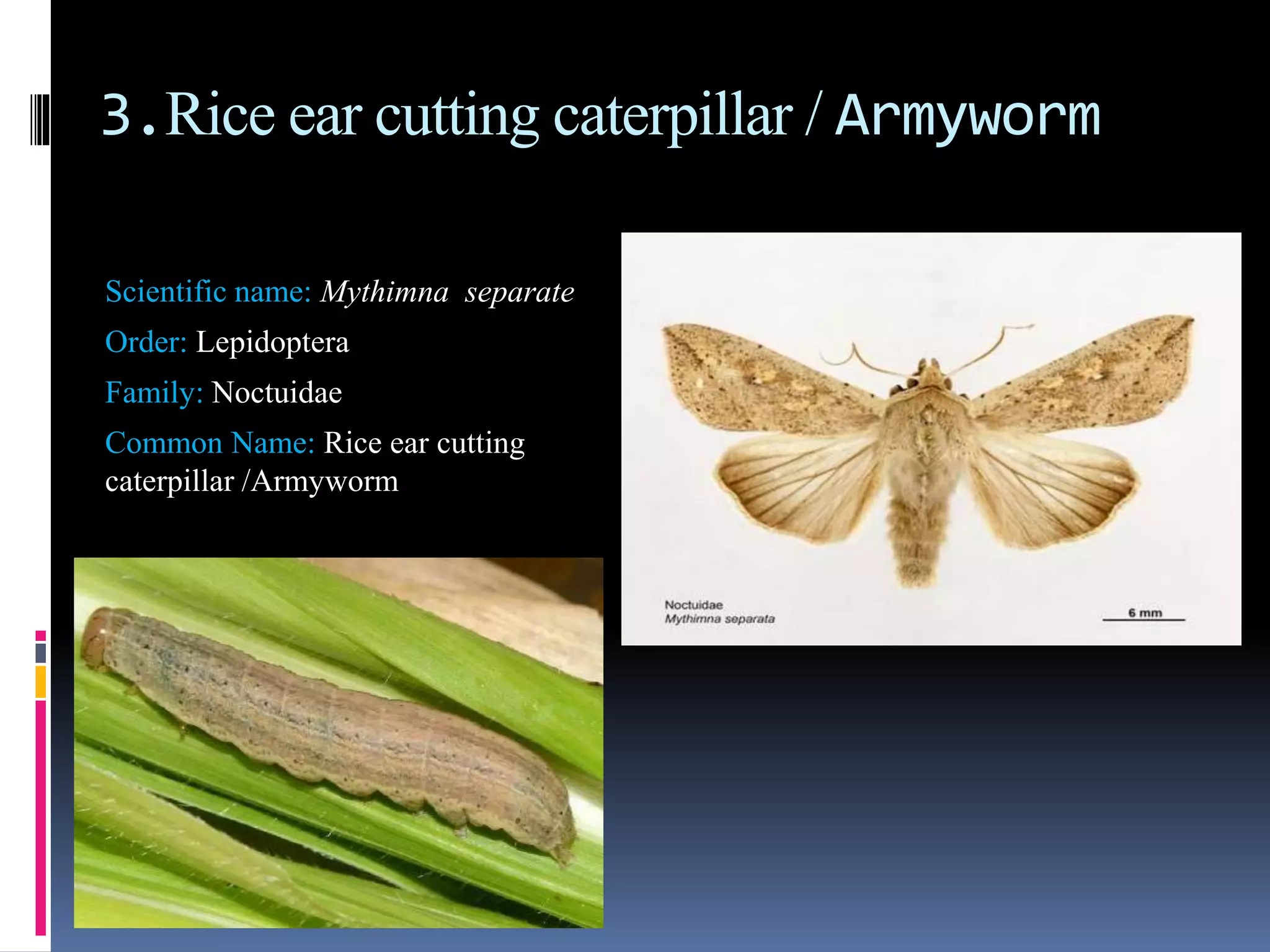 insect pest identification of rice, maize and wheat | PPTX