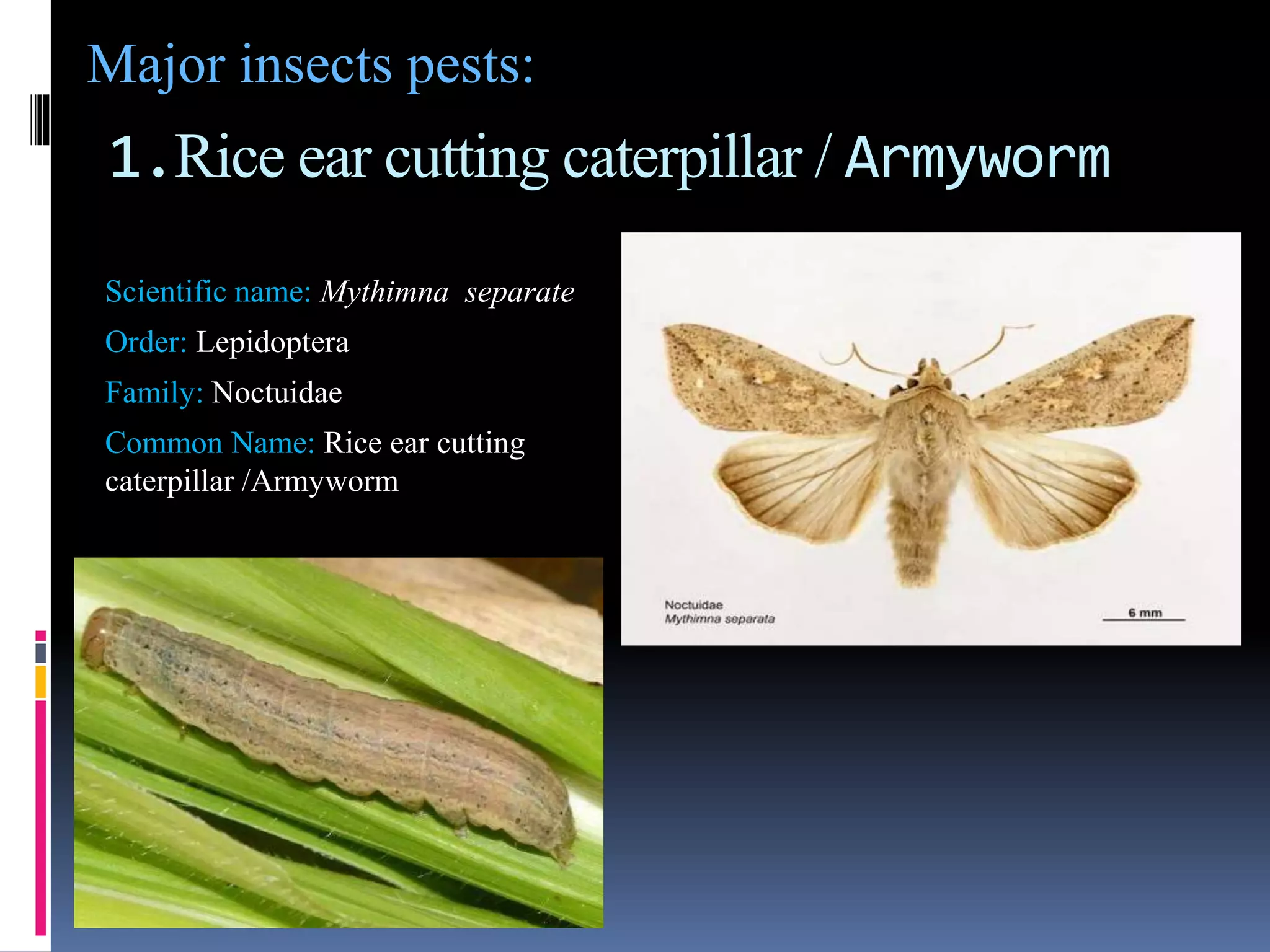 insect pest identification of rice, maize and wheat | PPTX