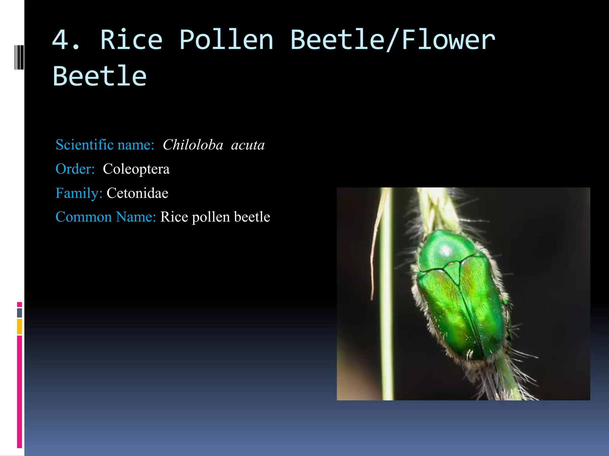 insect pest identification of rice, maize and wheat | PPTX
